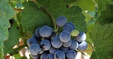 John Schreiner on wine: Marselan: orphan grape variety in the Okanagan