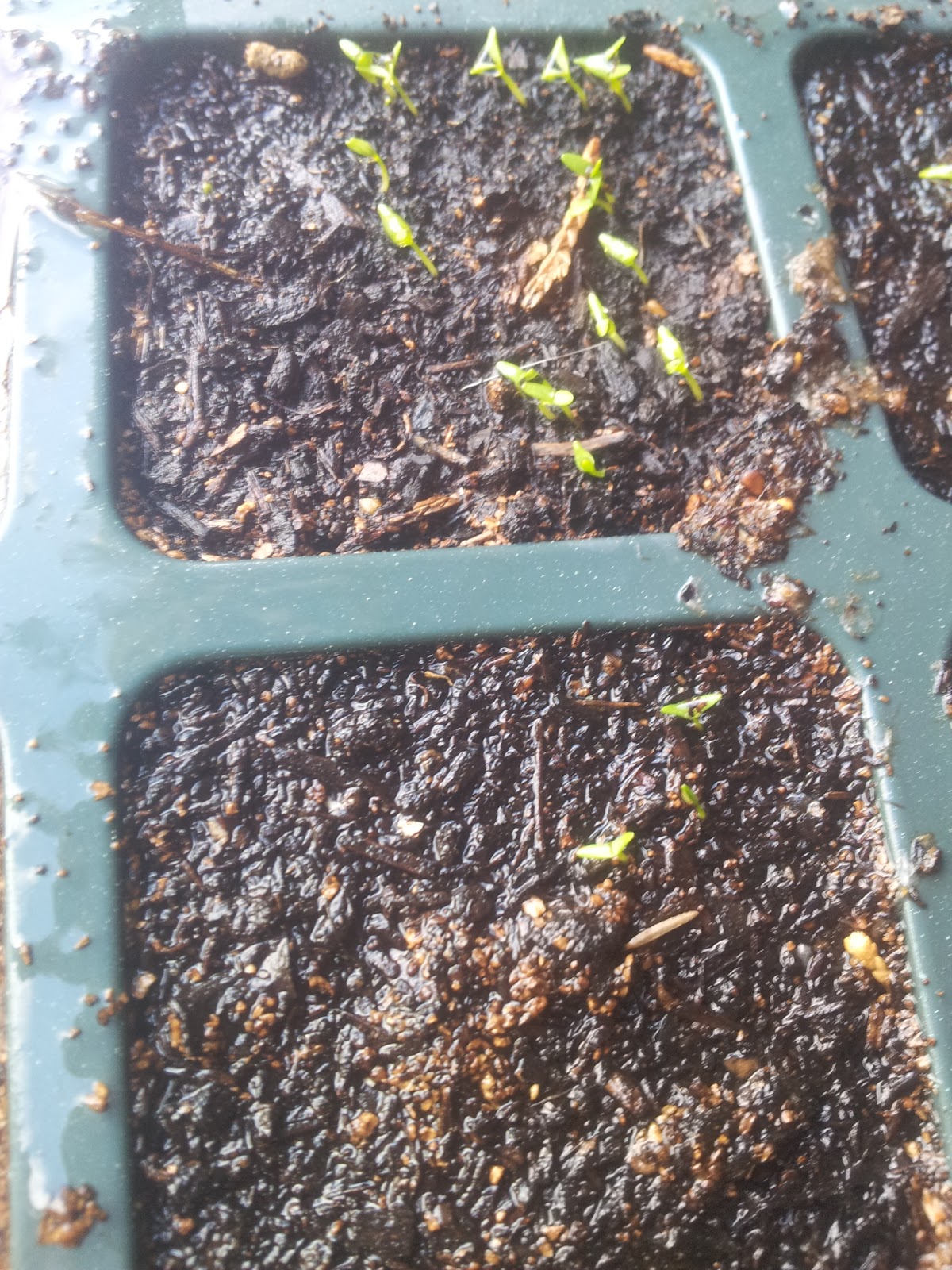 Huertugo: BROTES DE APIO