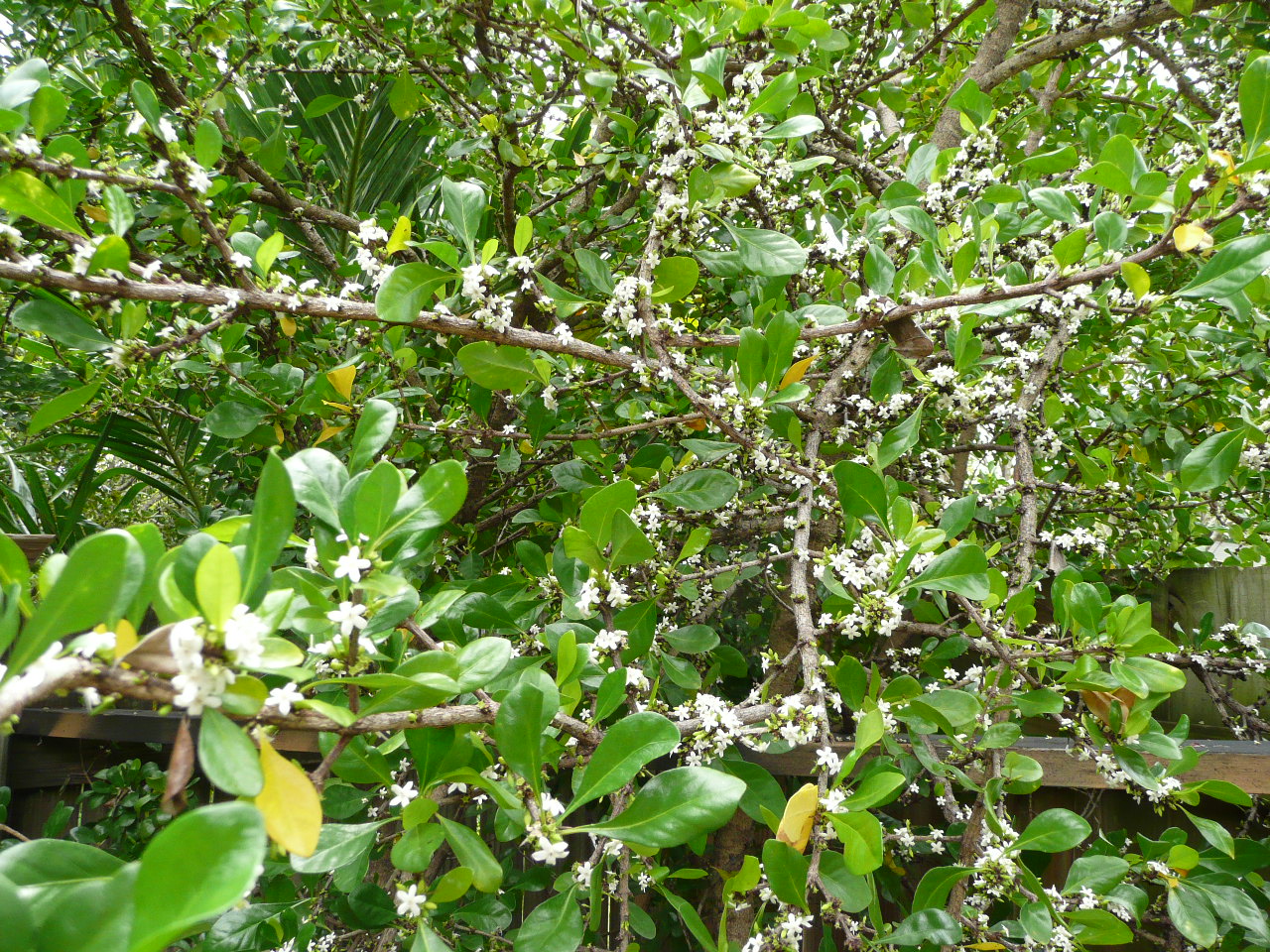 Gardening South Florida Style: White Indigo Berry Bush