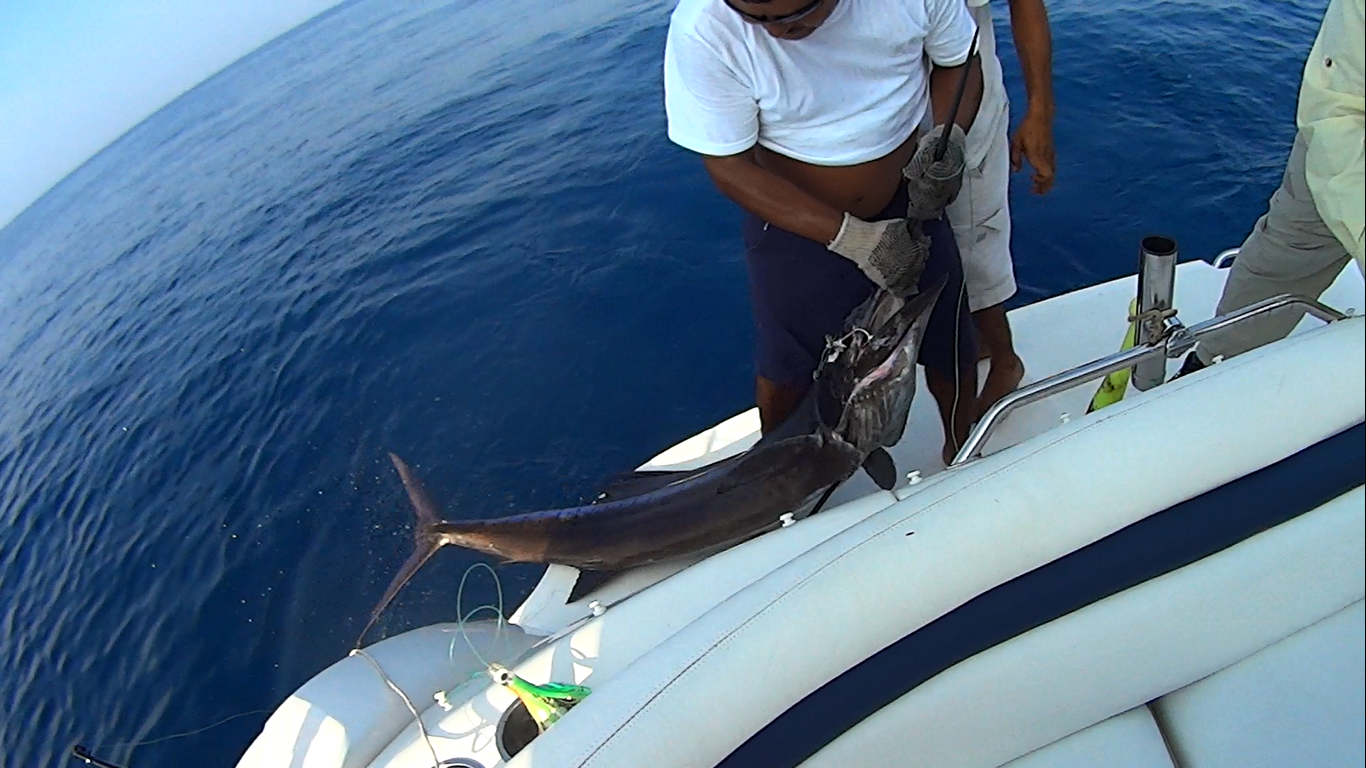 La Pesca Deportiva en Colombia Recreational Fishing: El Pez Vela Pesca ...