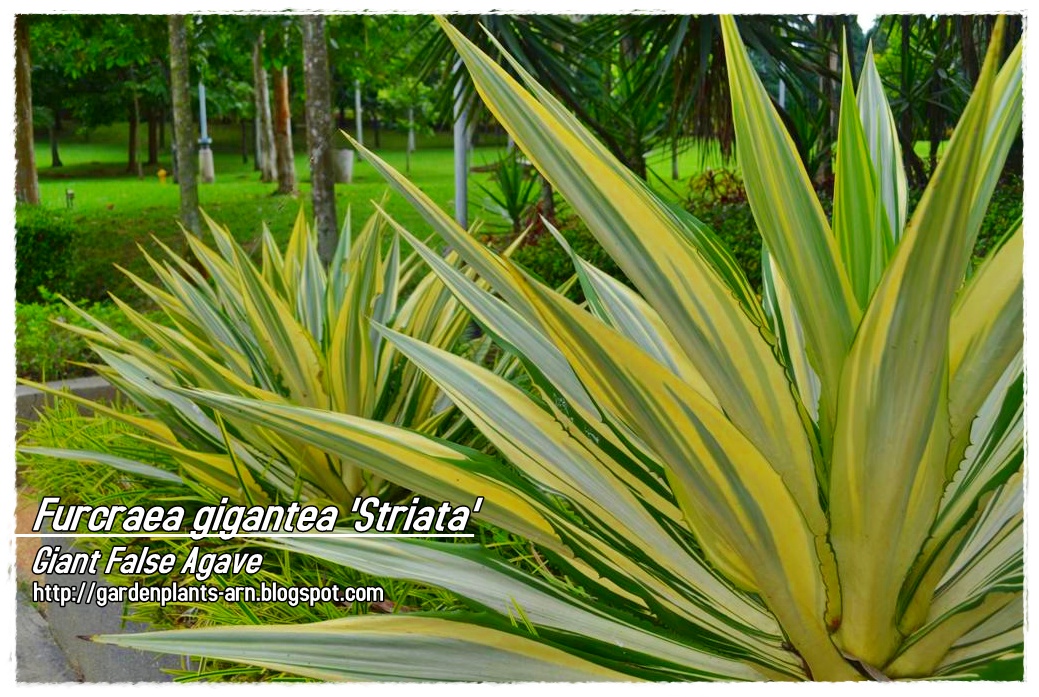 Garden Plants Cik Arn: Furcraea gigantea 'Striata'