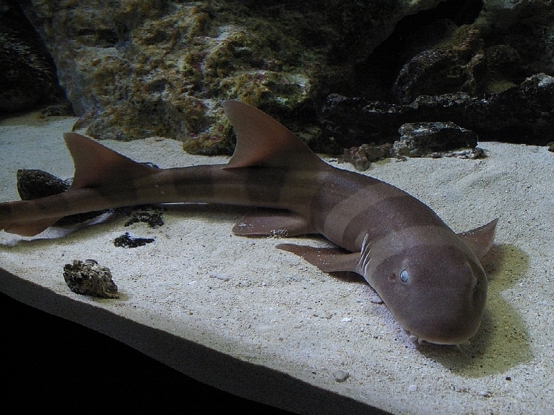 Brownbanded bamboo shark - Alchetron, the free social encyclopedia