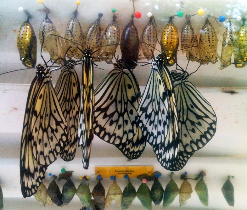 Pacific Science Center Life Sciences: Butterfly Longevity Study