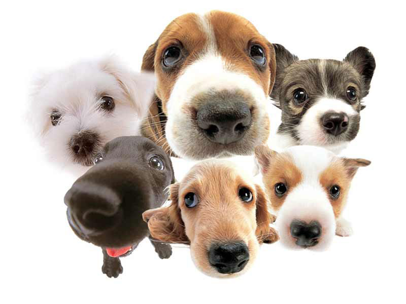 Wallpaper de Perritos - Portal de entretenimiento online