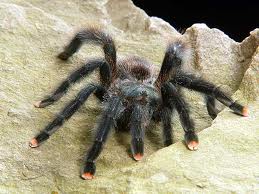 Les Hirondelles Repartent: La Tarentule