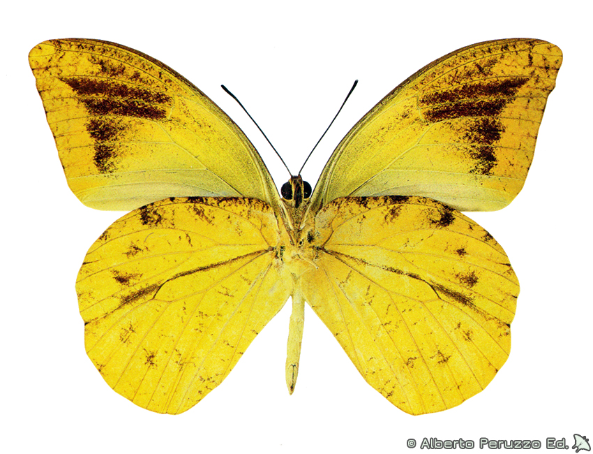 Universo dei Lepidotteri - Le specie: Hebomoia leucippe