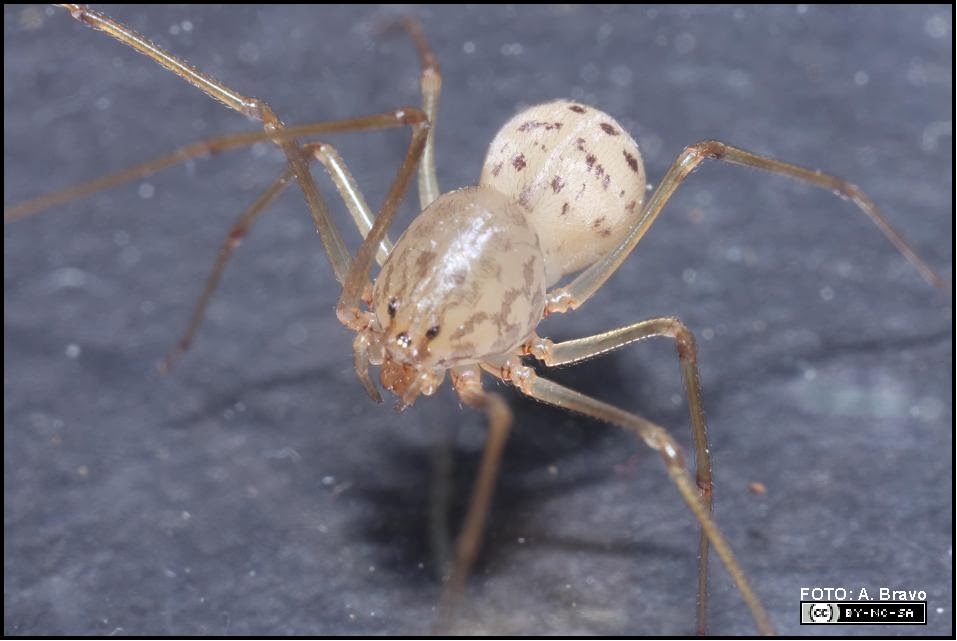 FAUNA AUXILIAR: FAMILIA SCYTODIDAE