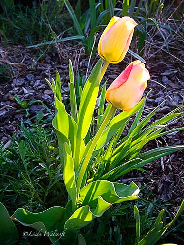 The View from Squirrel Ridge: Tuesday Tulips