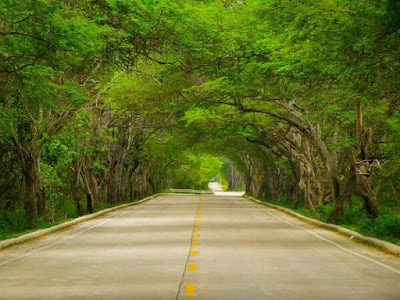 Paisajes del Paraguay: Santa Rita - Túnel de arboles