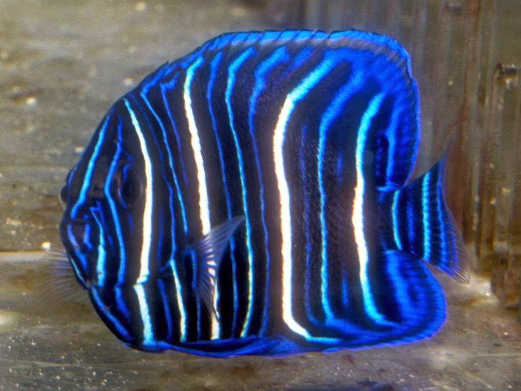 Angelfish - Ikan Angel