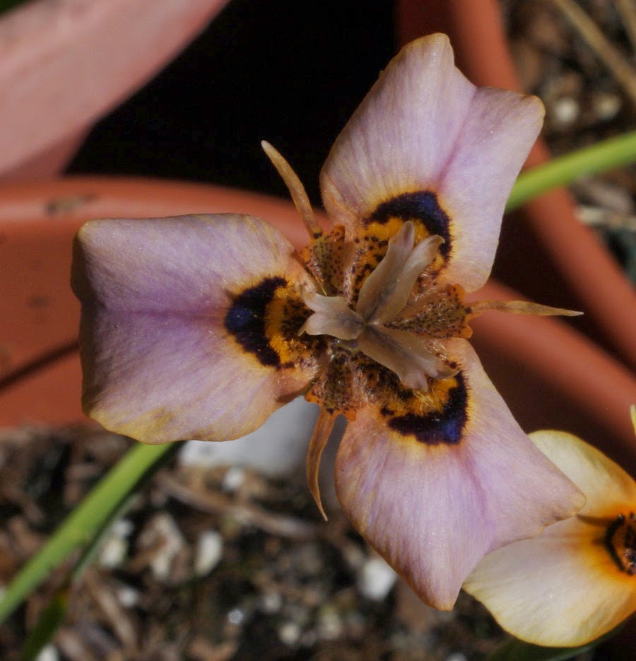 Growing Cool Plants: Moraea MM 11-80