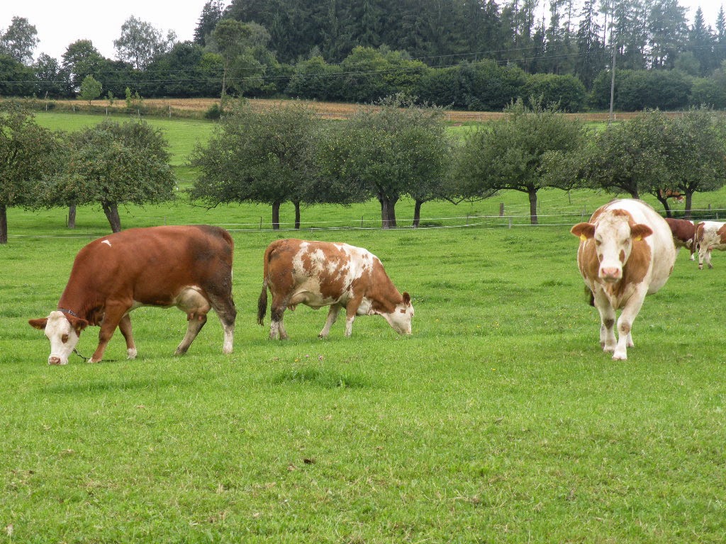 Vachement belles: Vaches simmentals dans la région de la Mühl - Autriche