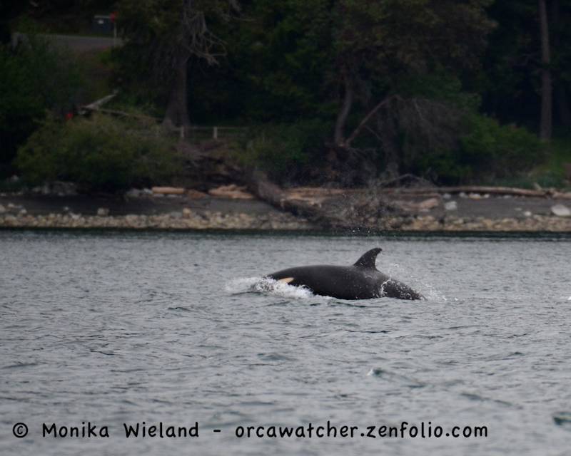 Orca Watcher: J-Pod Returns!