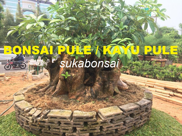 Bakalan Bonsai Pule / Kayu Pulai - Suka Bonsai