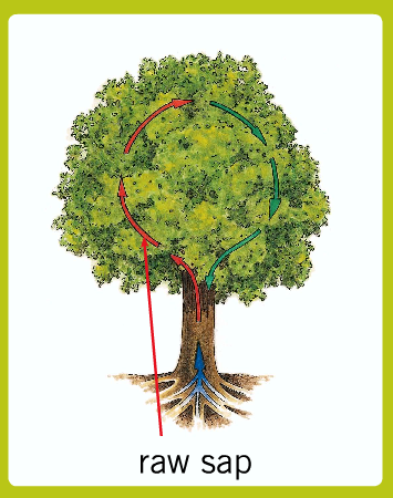 SGAguilar Javier Ramos: PLANT NUTRITION (Science Year5, Unit 2)