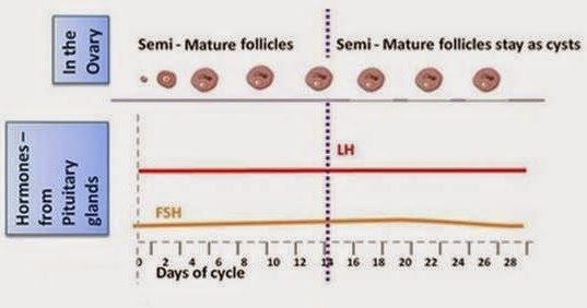 Does High AMH level equal to good ovarian status? | Stork Fertility Center