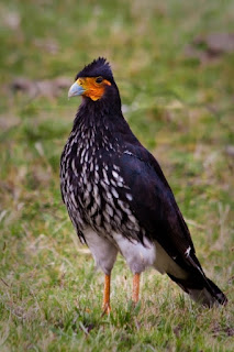 SUR MILENARIO, cultura y tradición andina: Curiquingue: ave de oro, ave Inca