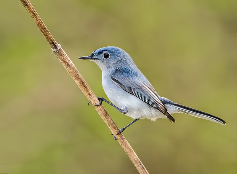 NatureShots by Terri & David Norris: Some Weekend Birds