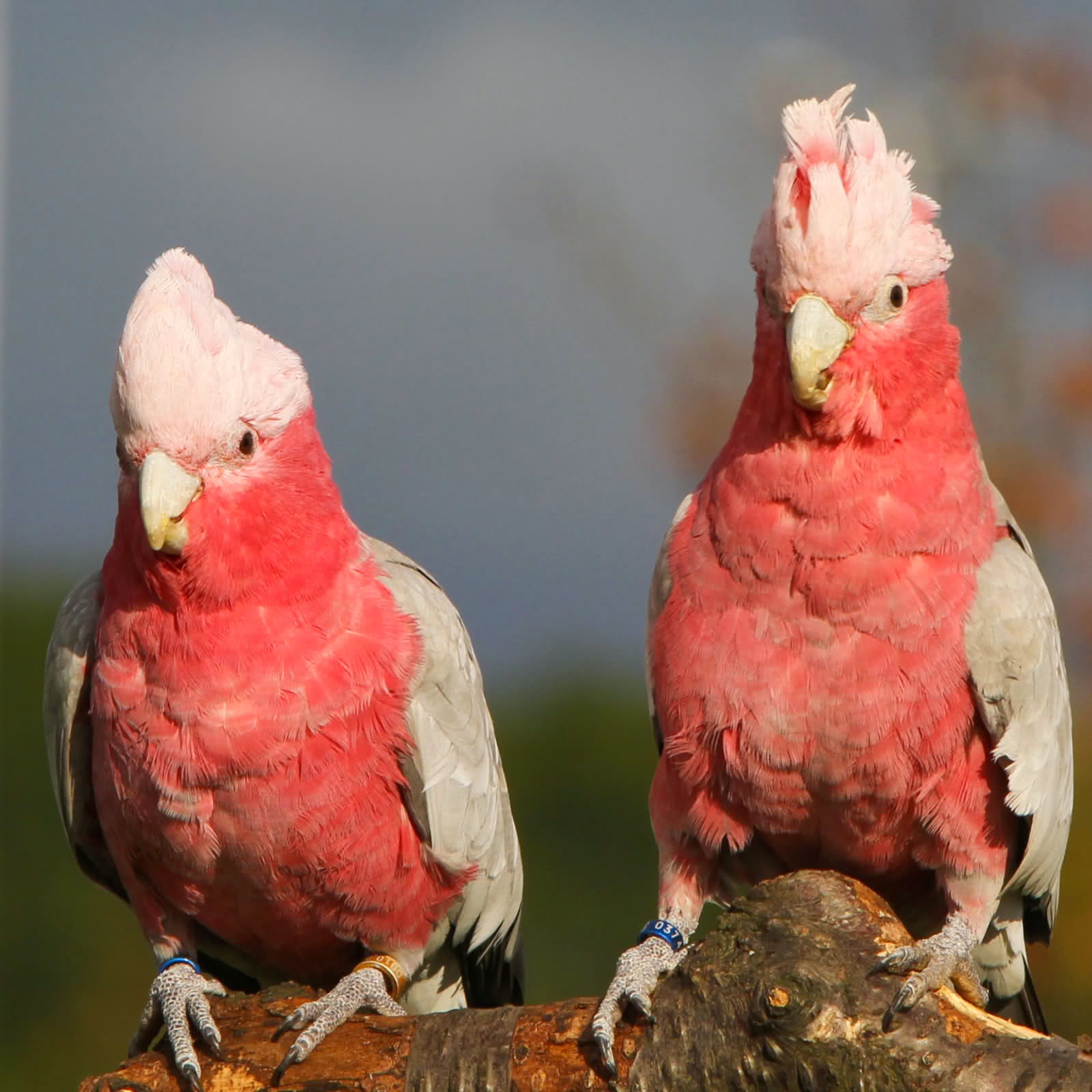 Trabajar en el zoo: Cuidados de la cacatúa galah (Eolophus roseicapilla)