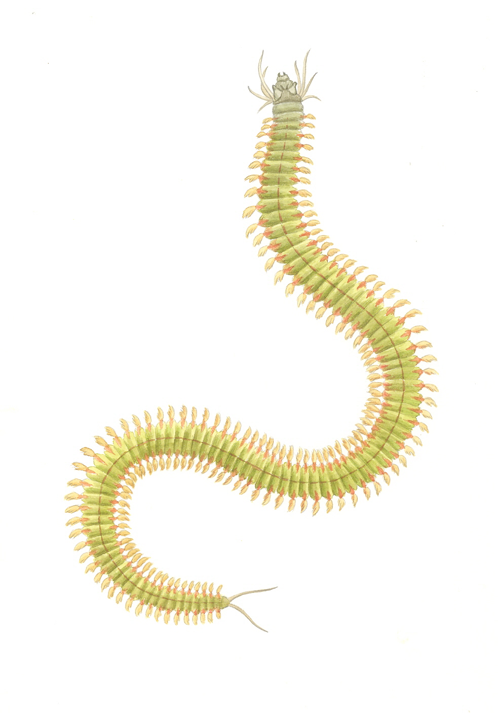 Drawings & Scientific Illustration of Nature, by Marcos Oliveira: July 2016