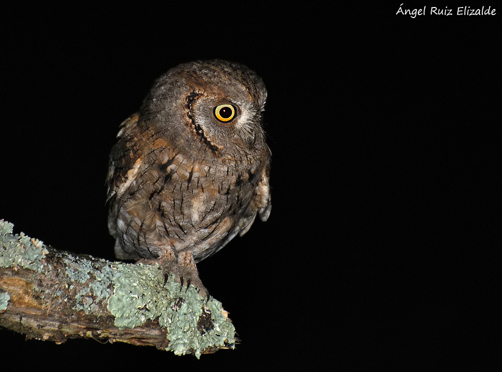 Aves de la Ría de Ajo: Autillo europeo (Otus scops) en Ajo...