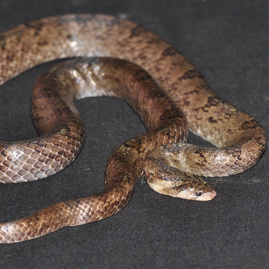 Species New to Science: [Herpetology • 2017] Oligodon saiyok | งูงอด ...