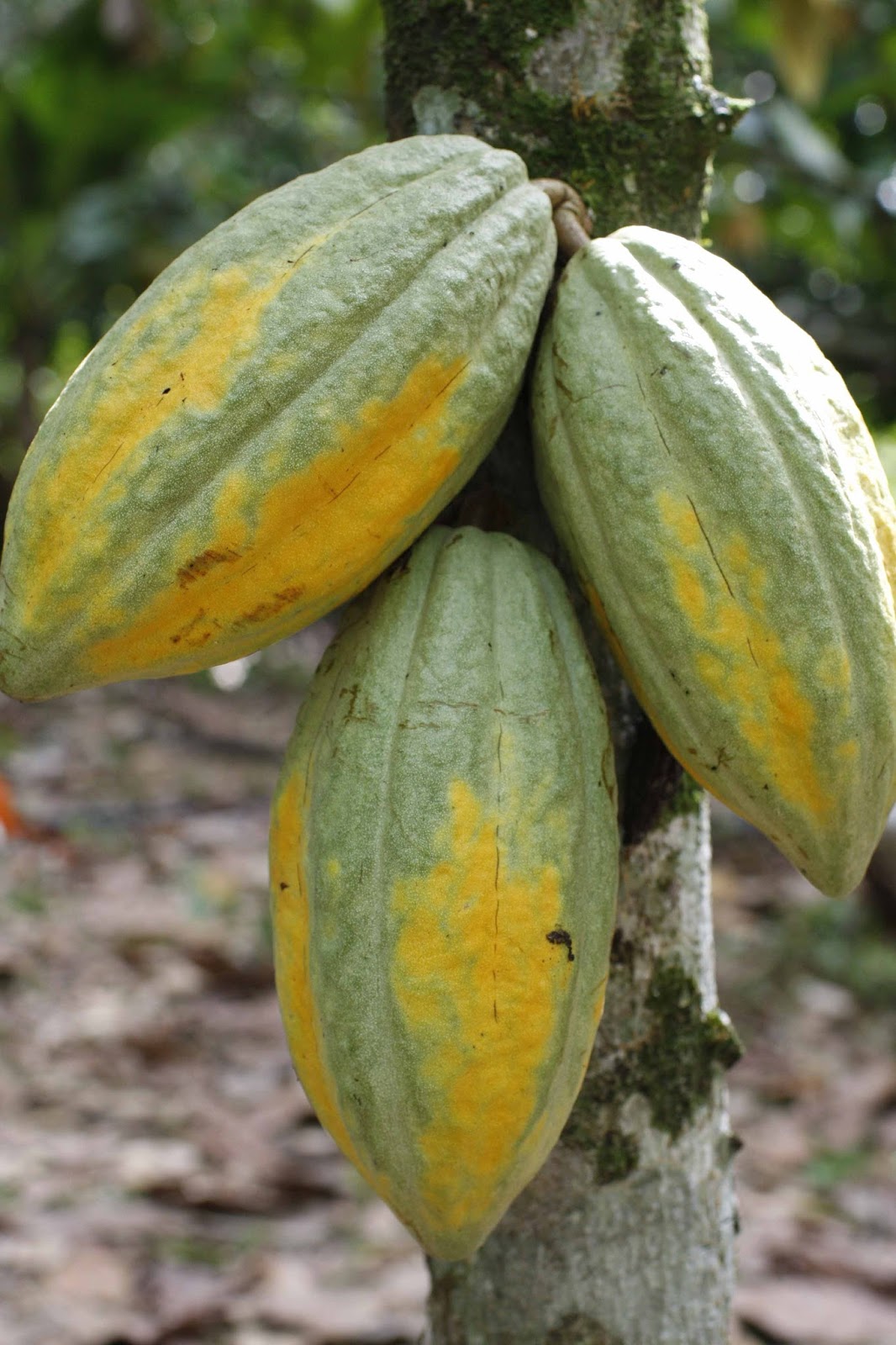 La Vie Charmant_SUROESTE: Plan Cacao Nestlé impulsa Comunidades con Valor