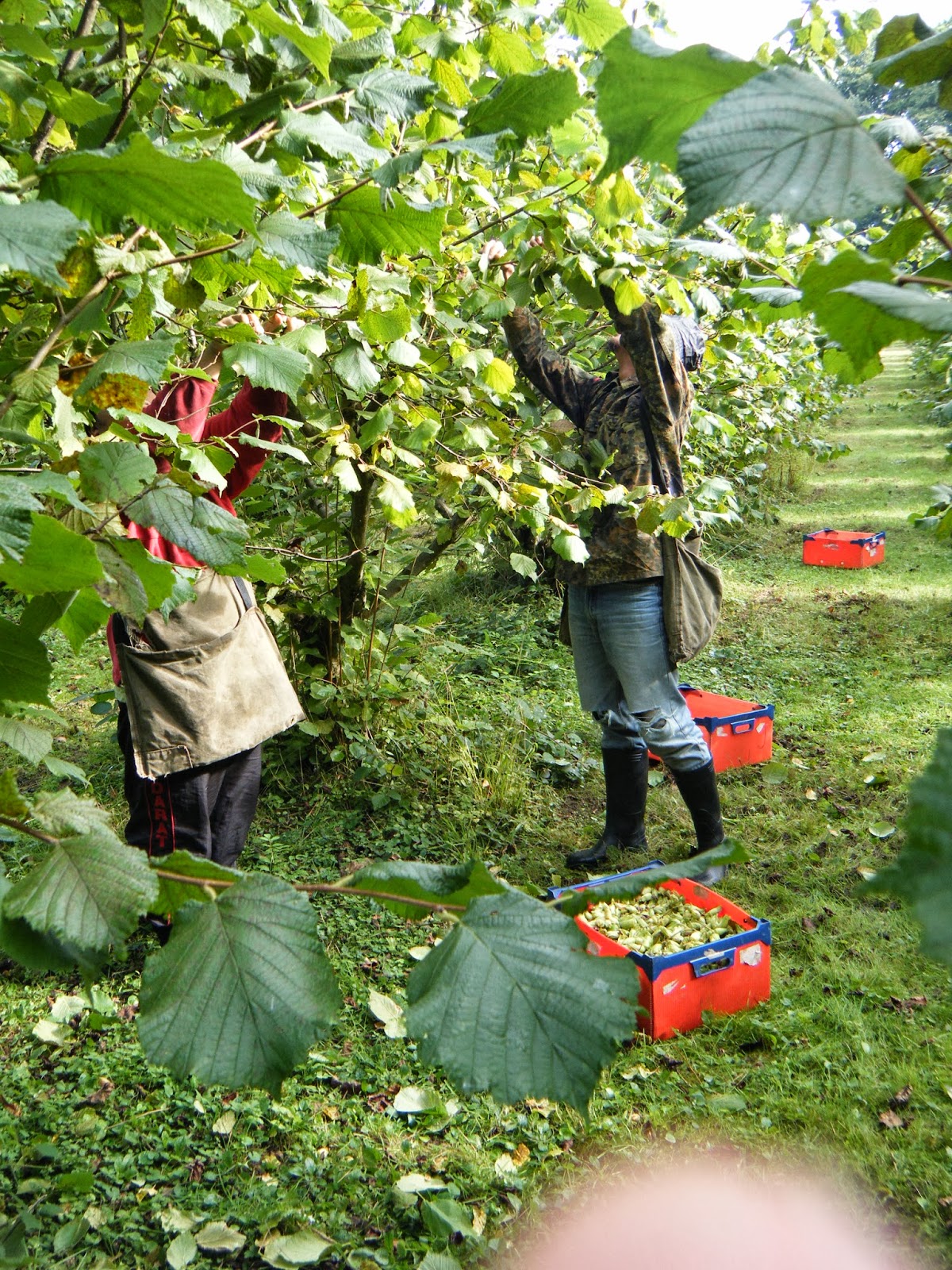 Ightham Mote Cobnuts Project: A Good Year for the Cobnut Plat