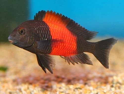 Tropheus'um: Tropheus Pictures-Tropheus Resimleri