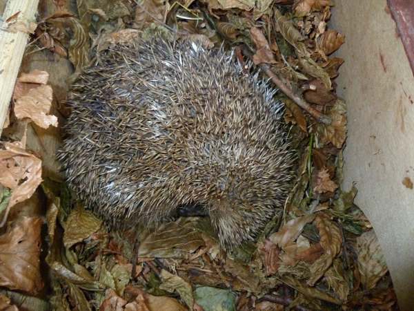 Hedgie's Nature Journal : Do Not Disturb! - a nesting or hibernating ...