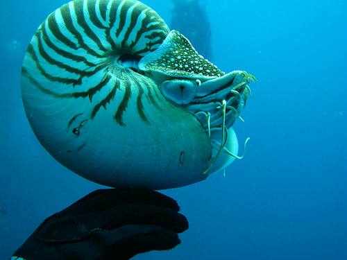 Cool sea creatures | Amazing Wallpapers