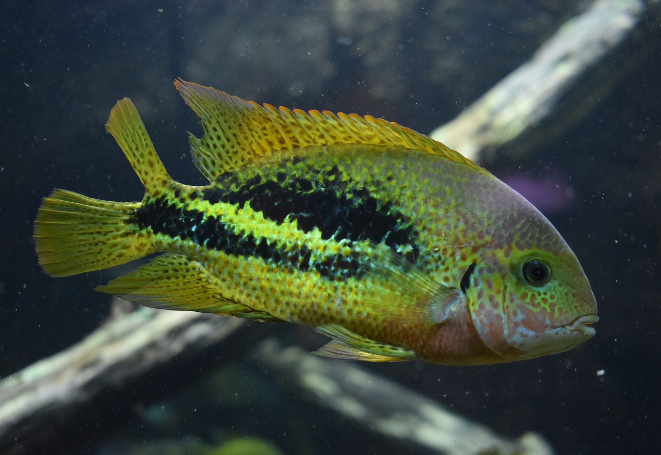 ZOOTOGRAFIANDO (6.100 ANIMALS): MOJARRA COLORADA (Vieja bifasciata)