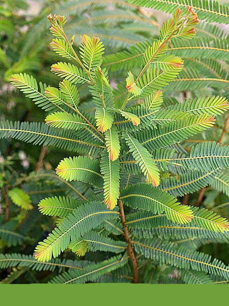 Gift of Nature: Health Benefits of Amalaki