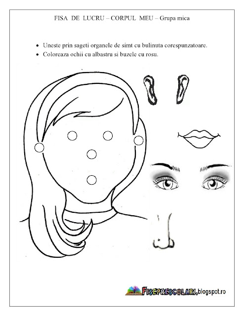 FISE DE LUCRU - EU SI CORPUL MEU / FISE CU ORGANELE DE SIMT - GRADINITA ...