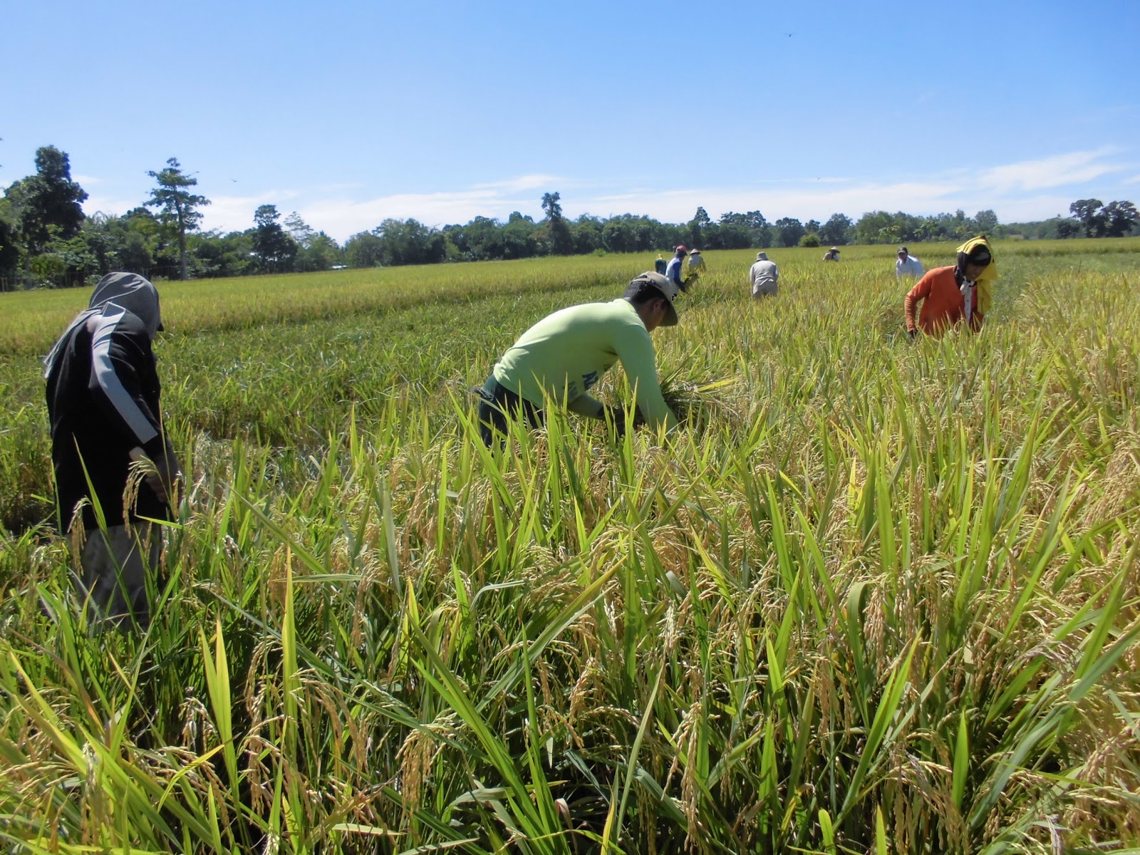 FAKTOR-FAKTOR PENYEBAB KEHILANGAN HASIL PADA PROSES PANEN DAN PASCA ...