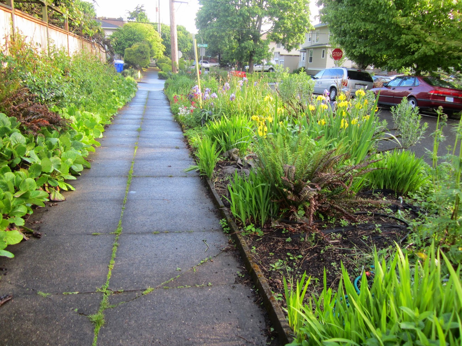 Sprouts: Take a walk with me in my Portland, OR neighborhood sidewalks ...