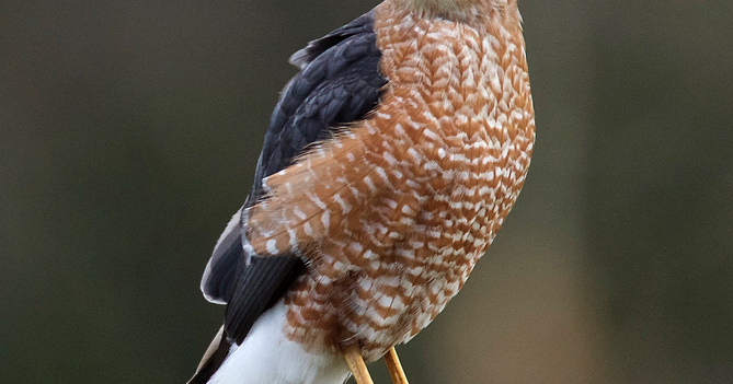 Wing Tips: Sharp-shinned and Cooper's Hawks