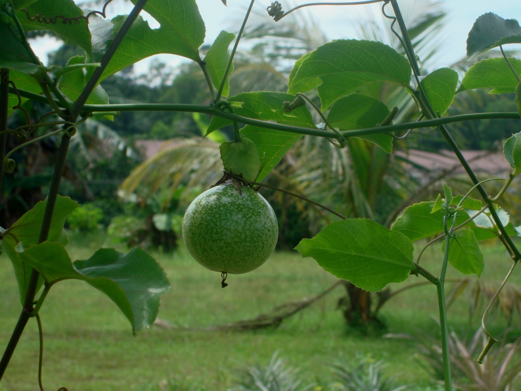 My little vegetable garden: Markisa, passion fruits update 1