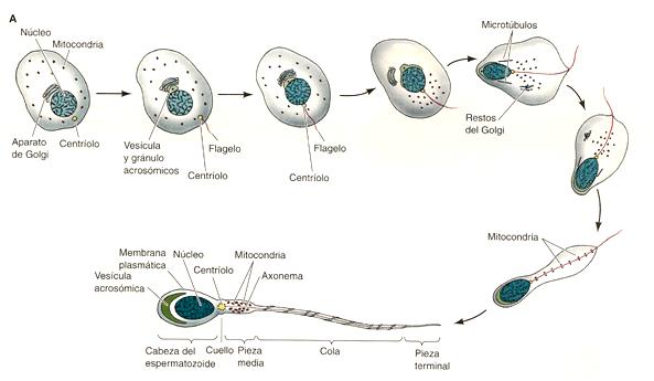 Biología: Espermiogénesis