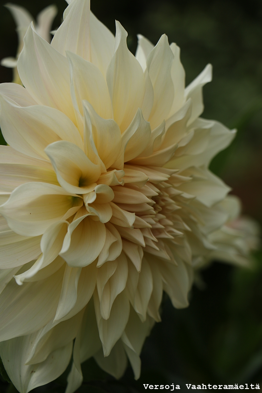 Versoja Vaahteramäeltä : Daalia-rakkaus