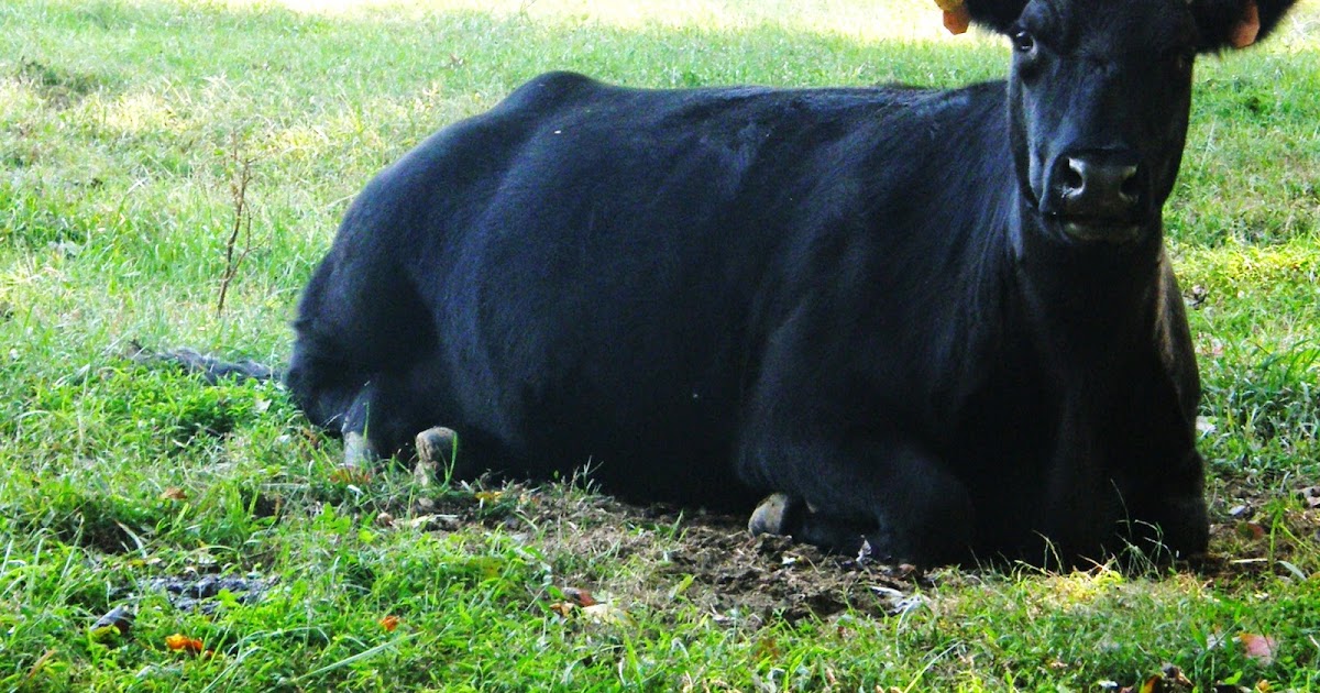 Food Gratitude: Counting Cows in October