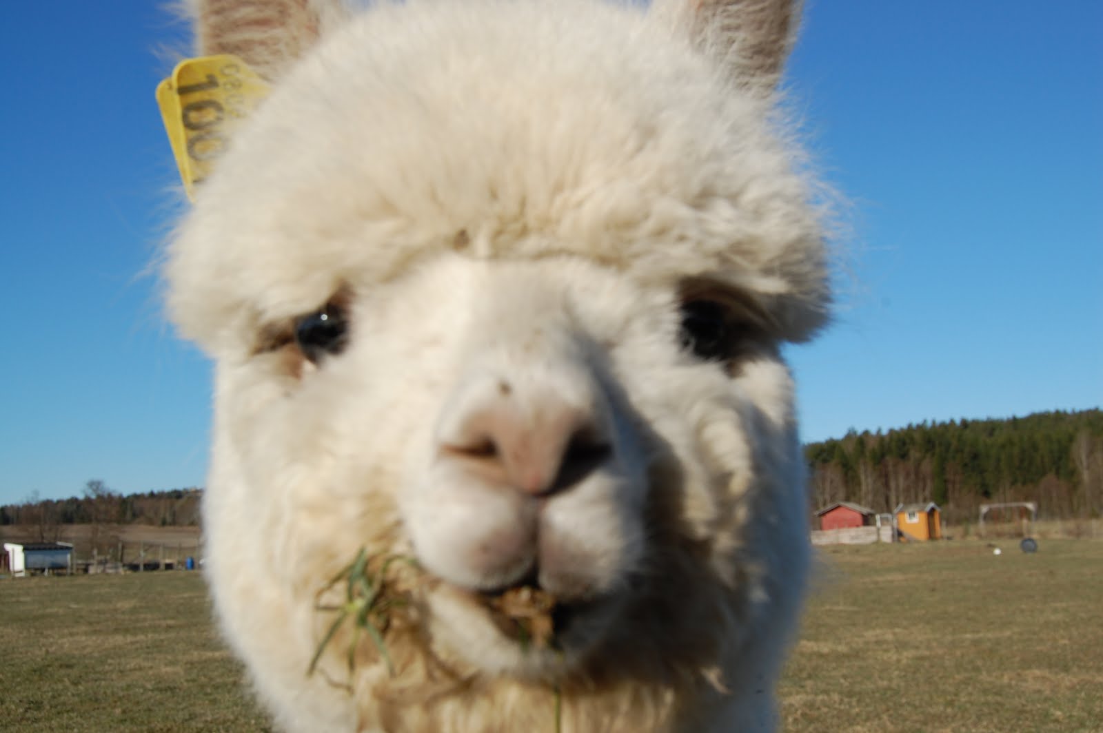 Kriblende fingre: Alpakka, alpakka, alpakka..