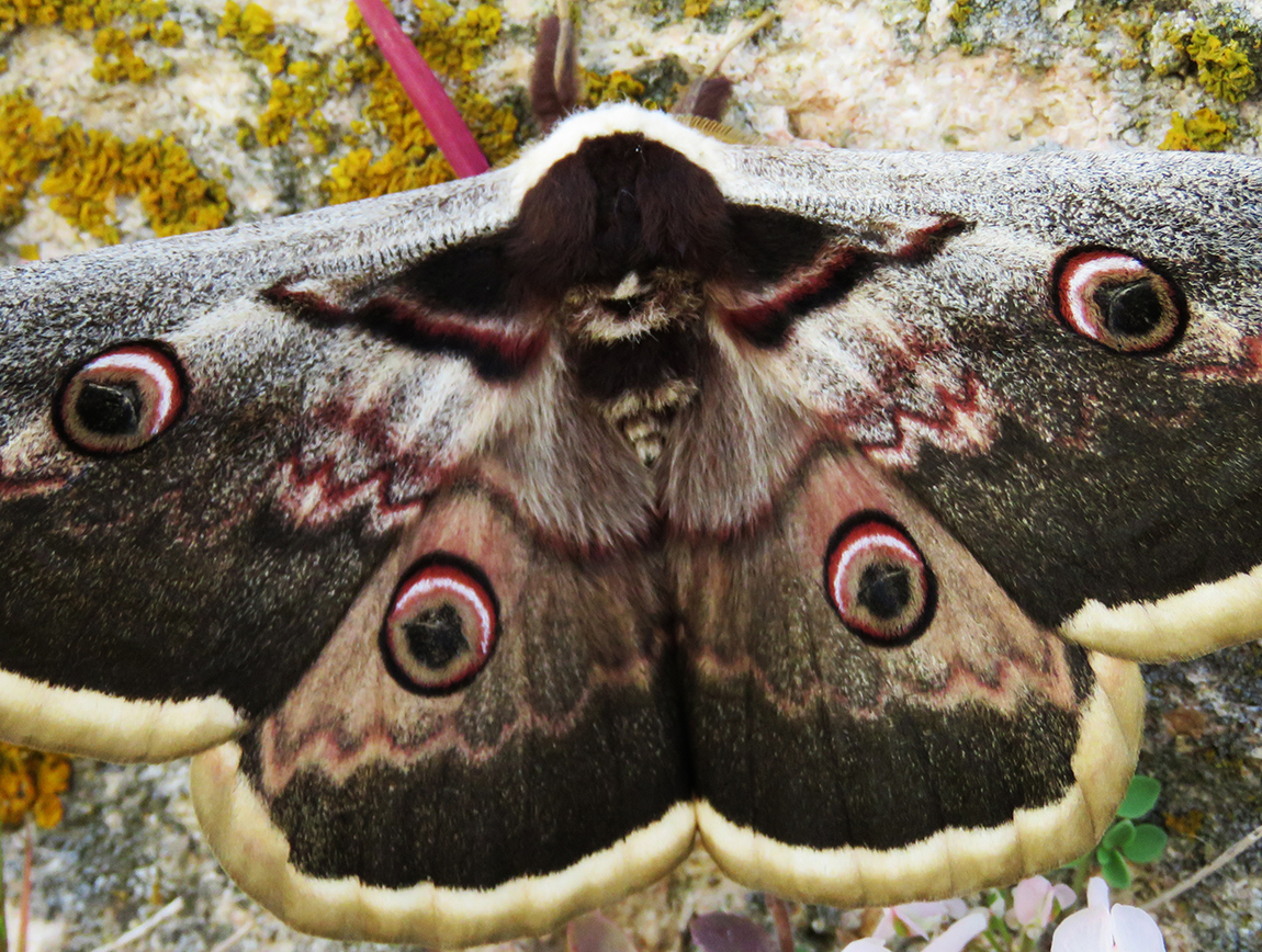 MARIPOSAS (BUTTERFLIES)