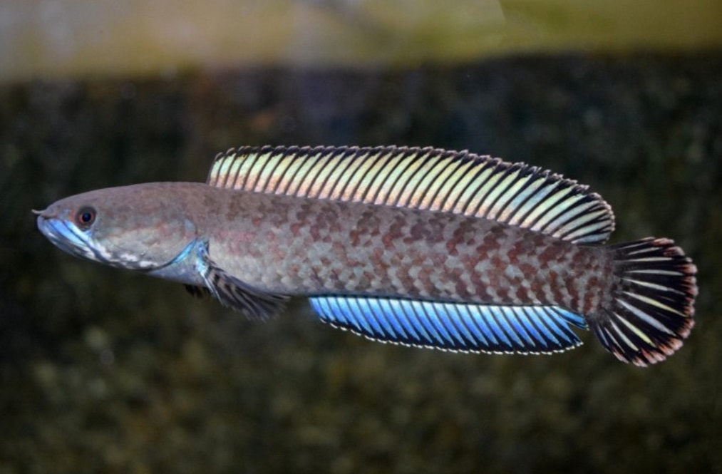 Channa Andrao, predator mungil yang indah