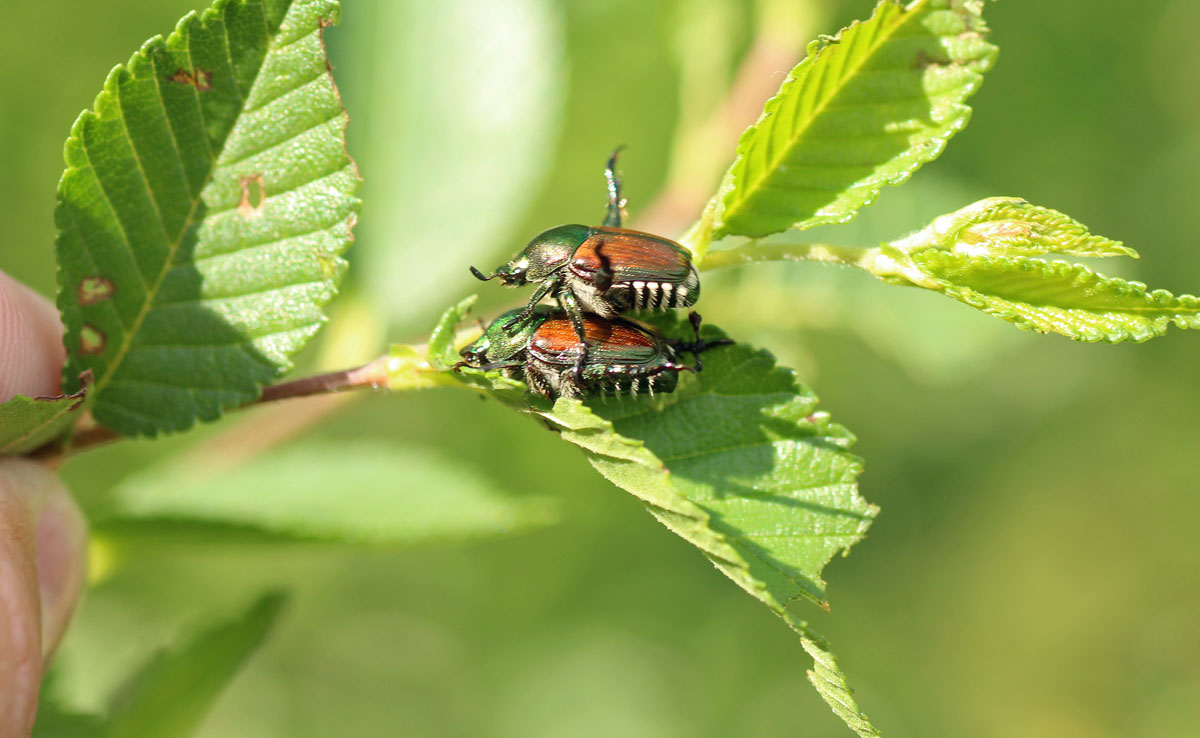 MObugs: Japanese Beetle