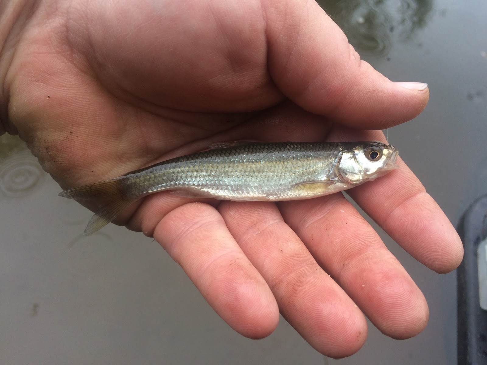 Danny's Angling Blog: July 2015