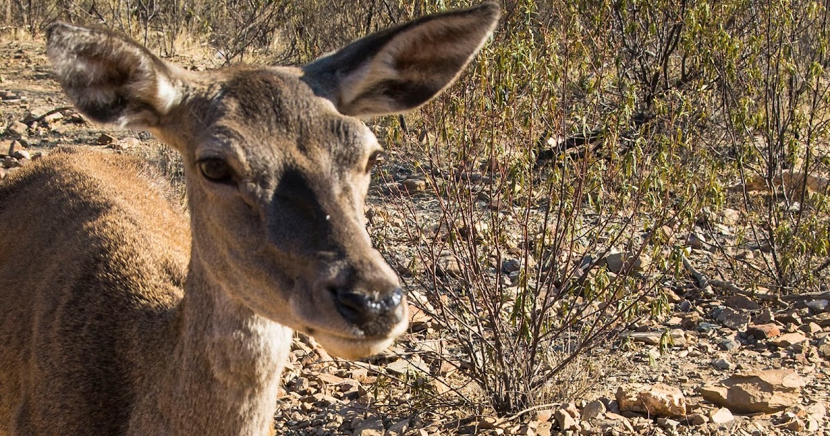Cérvidos en Parque Nacional Monfragüe | Fotografía Demetrio Fernández