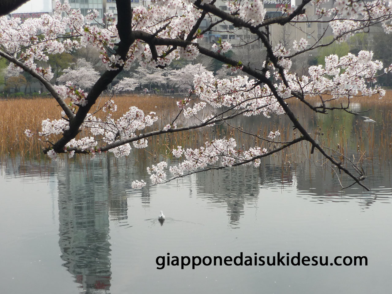Giappone daisuki!: Hanami 花見
