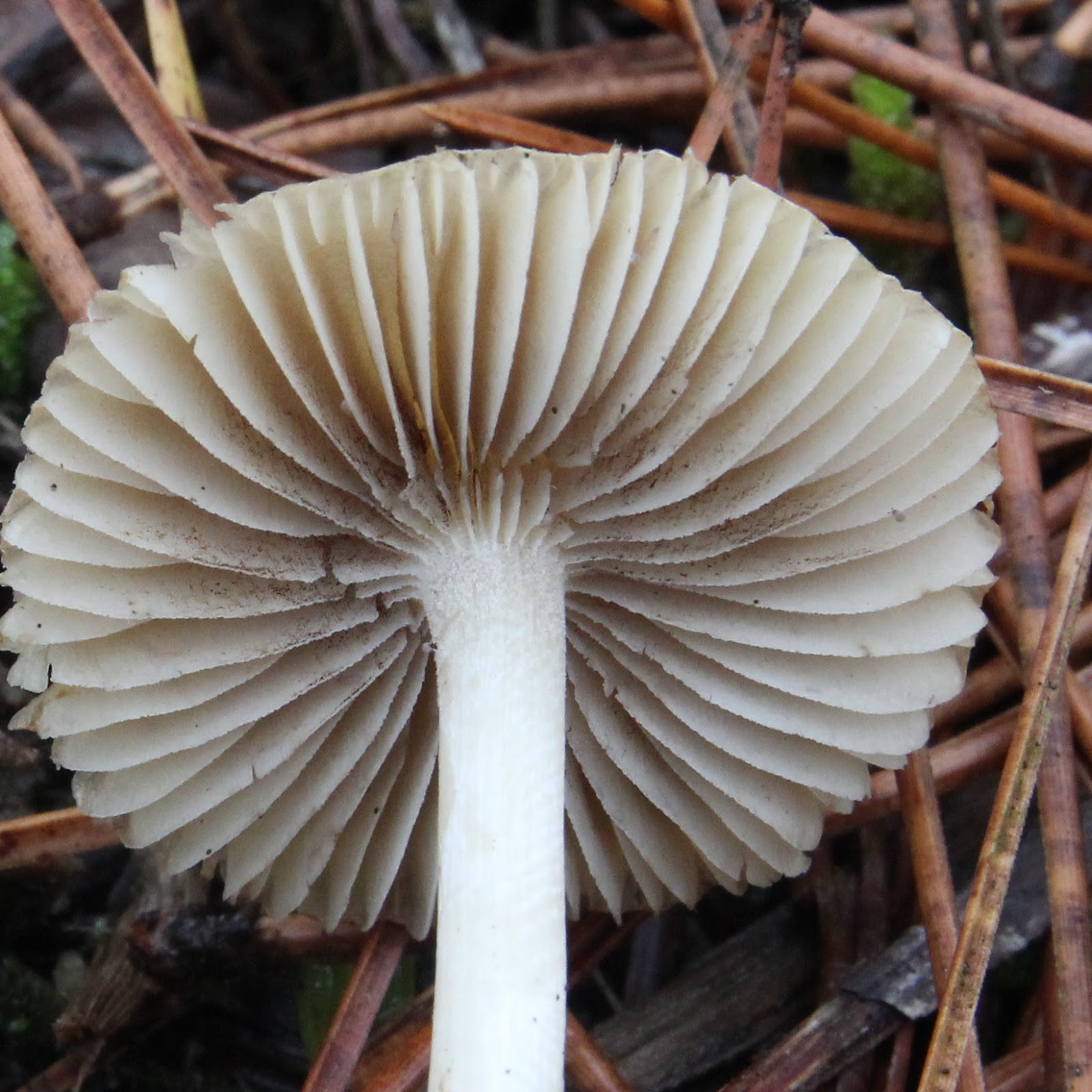 Guía de Setas y Hongos de Navarra.: Inocybe posterula (Britz)Sacc