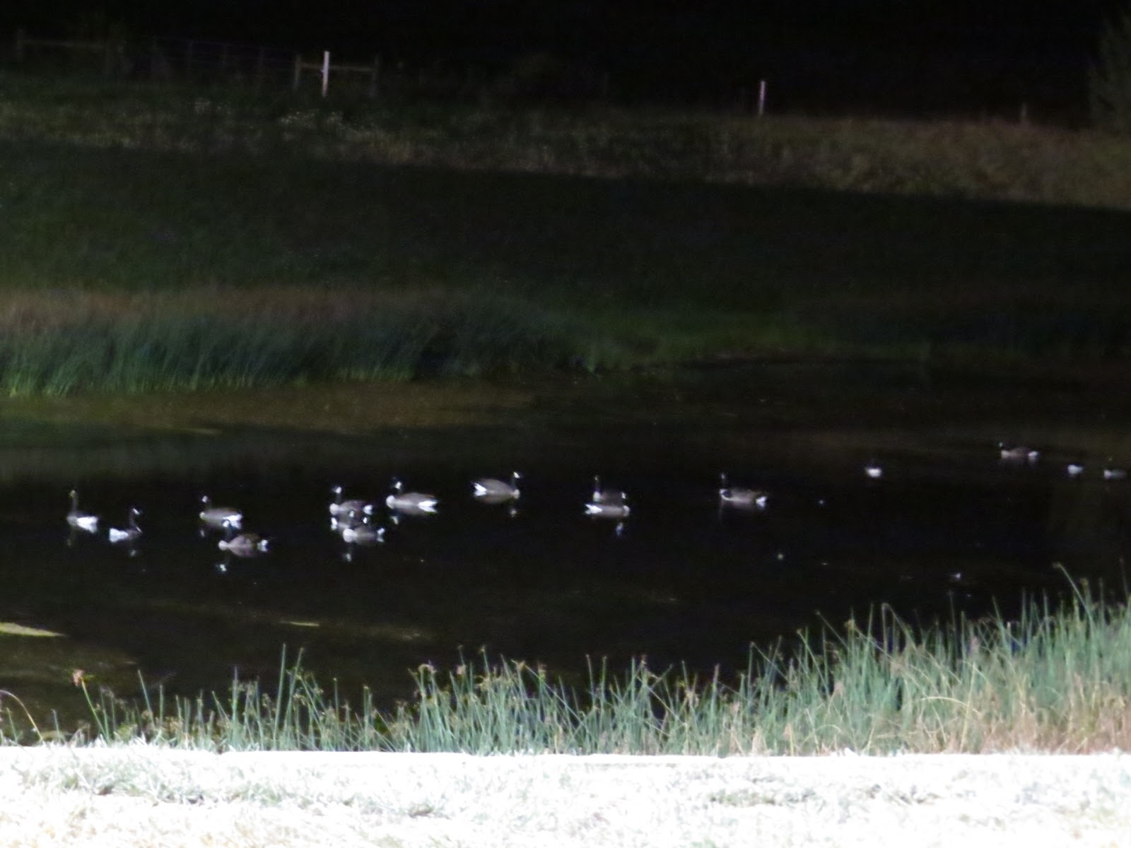 Let Your Light Shine: The Pond At Night